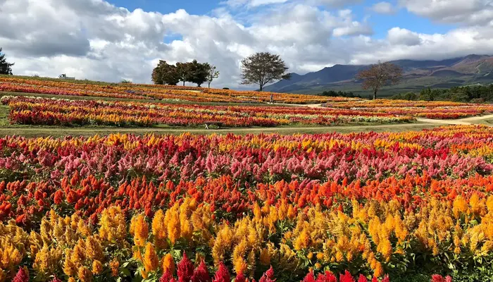 Nasu Flower World | A Beautiful Flower Garden - Red Outer Space