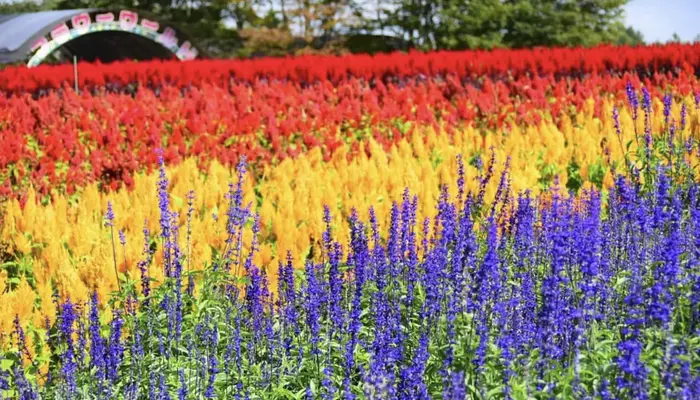 Nasu Flower World | A Beautiful Flower Garden - Red Outer Space
